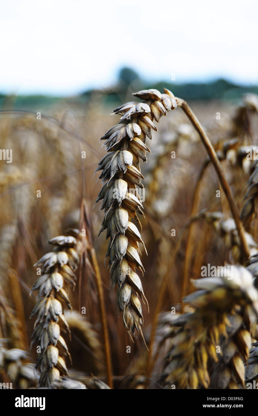 wheet grain on a summer field with sky showing food concept Stock Photo ...
