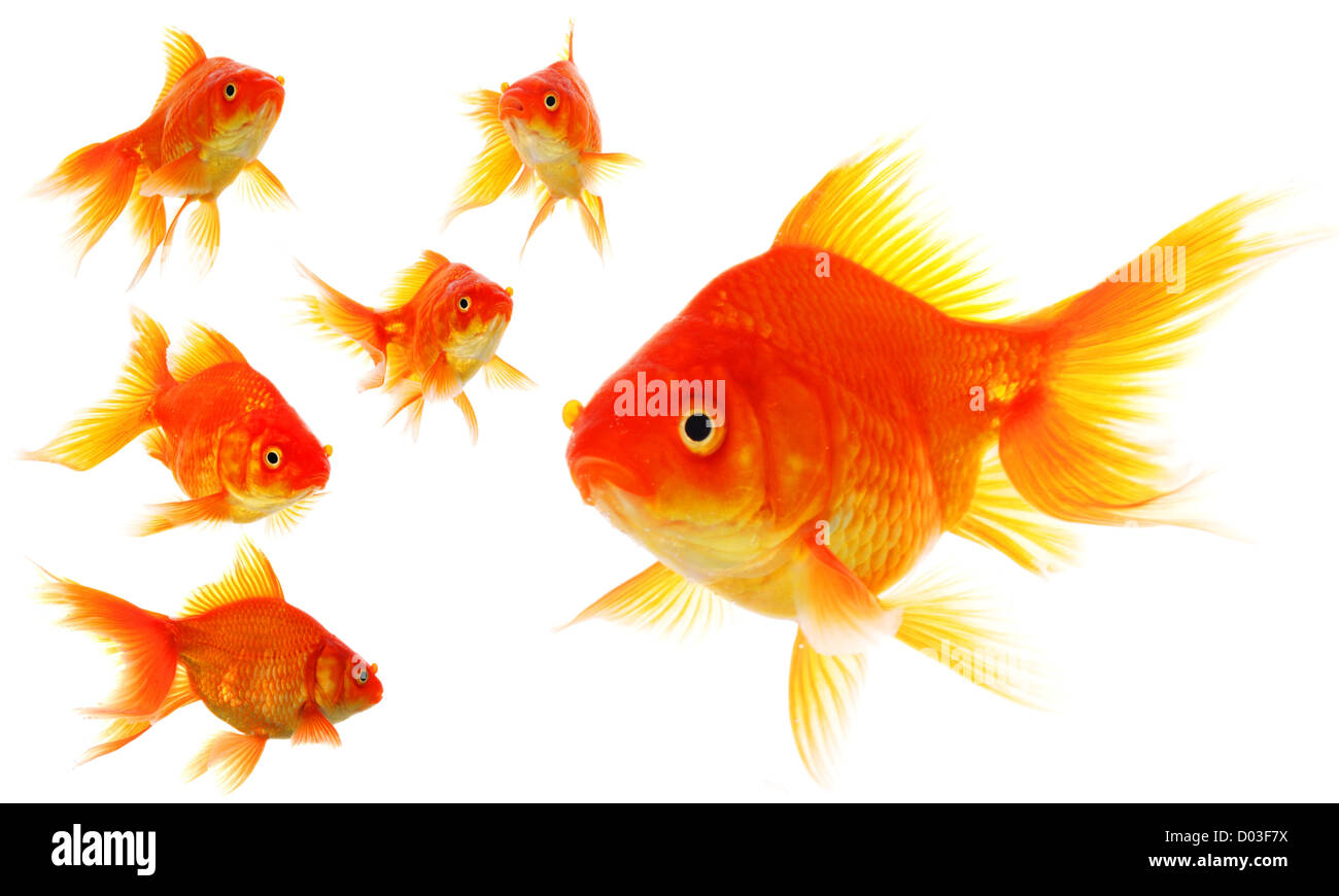 goldfish collection or group or fishes isolated on white background ...