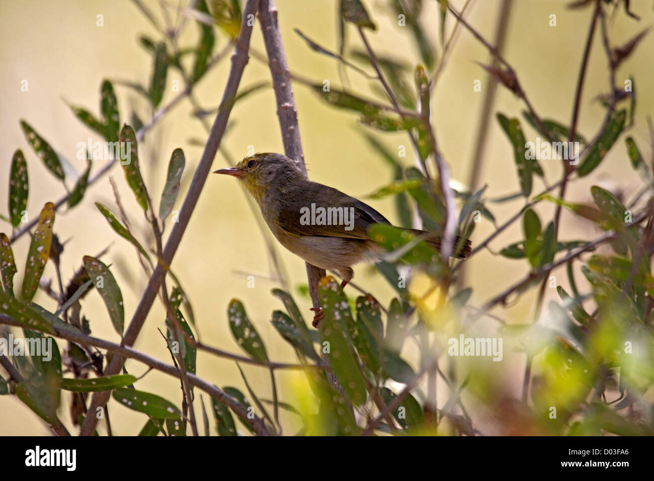 Jery hi-res stock photography and images - Alamy