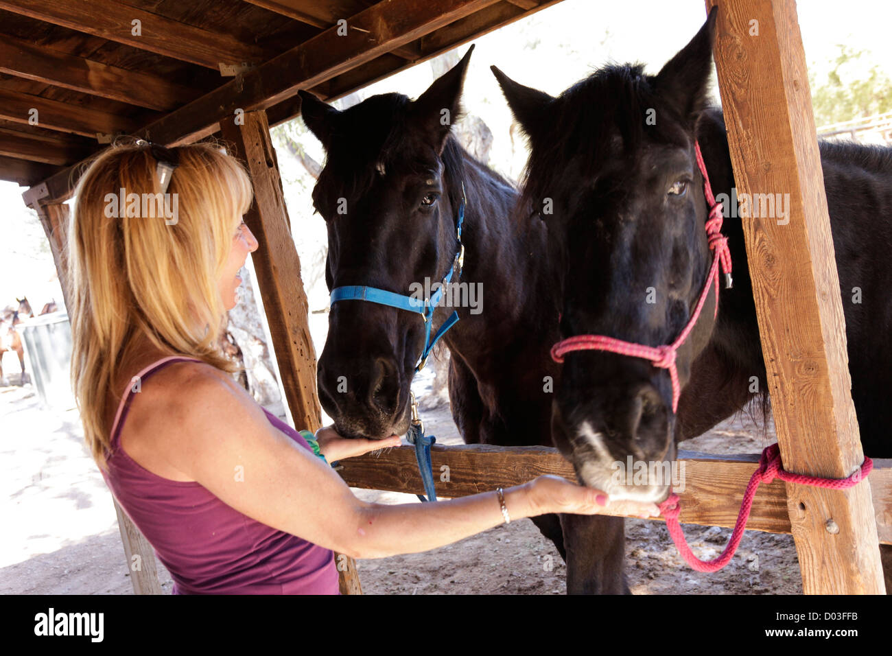 Tucson, Arizona, United States. White Stallion Dude Ranch Stock Photo ...