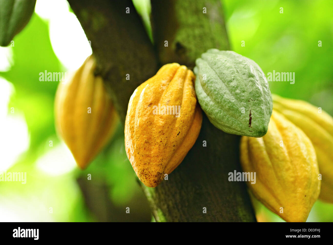 Hawaii bean hi-res stock photography and images - Alamy