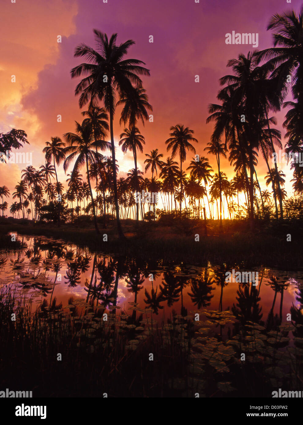 Caribbean, Nevis, Nelson Spring Stock Photo - Alamy