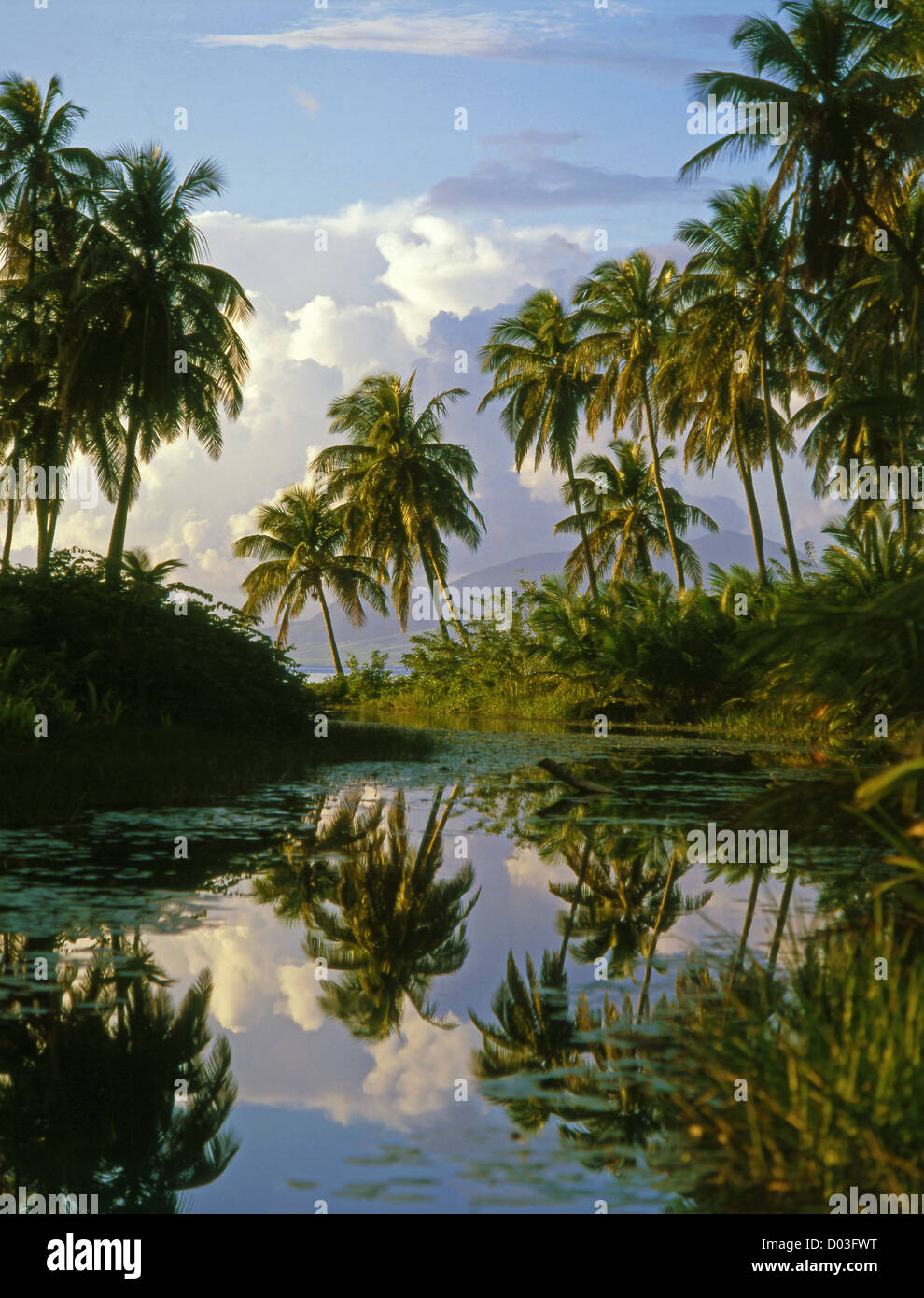 Caribbean, Nevis, Nelson Spring Stock Photo - Alamy