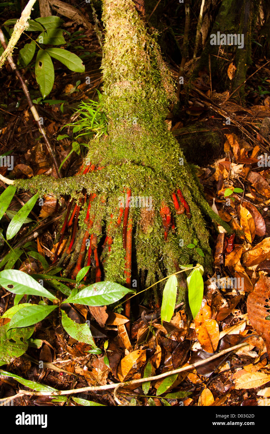 plant tree roots detail at amazon forest anavilhanas protected area ...