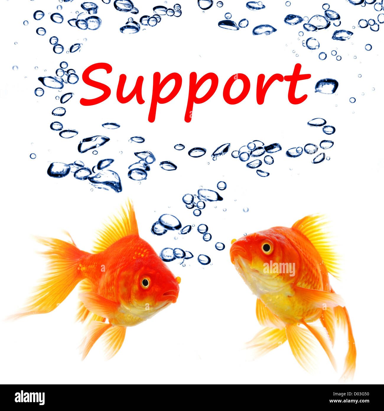 support or contact us concept with goldfish and water bubbles on white ...