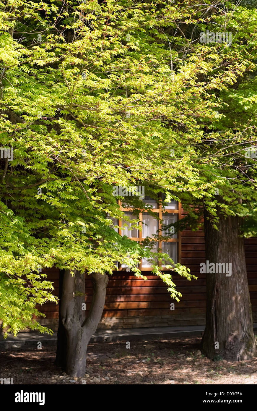Green maple trees with house in daytime, focus on leaves Stock Photo ...