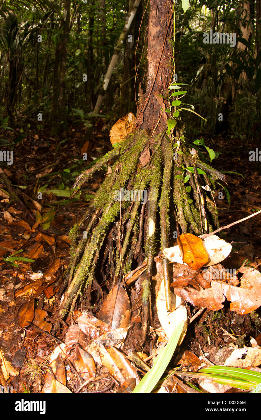 Amazon rain forest plant hi-res stock photography and images - Alamy
