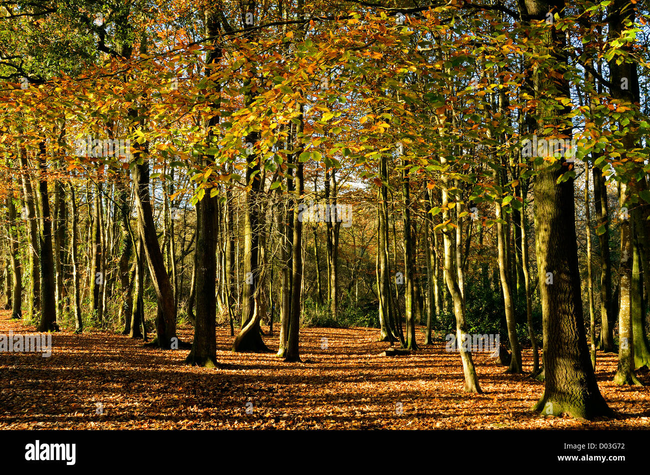 English colors hi-res stock photography and images - Alamy