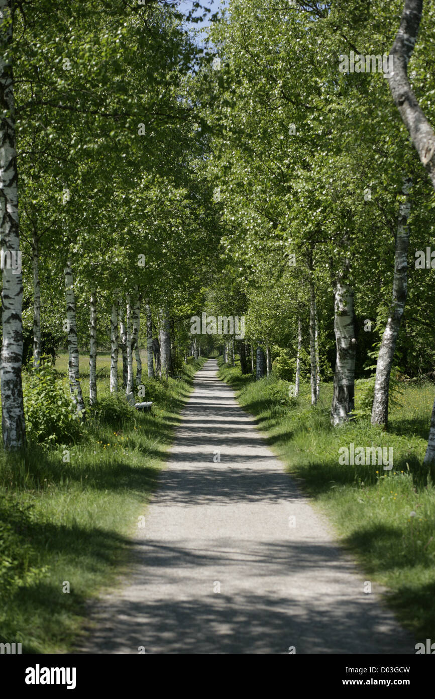 Picture of a wooden path outside in summer Stock Photo - Alamy