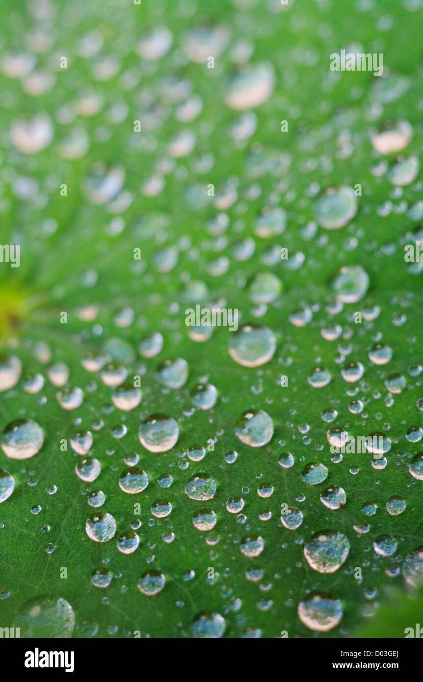 green leaves foliage at springtime outside in the nature Stock Photo ...