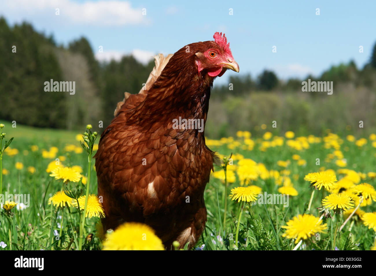 Hen outside in the meadow at springtime Stock Photo - Alamy