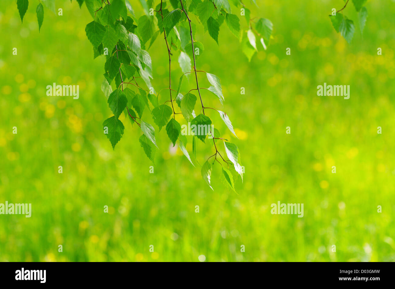 green leaves foliage at springtime outside in the nature Stock Photo ...