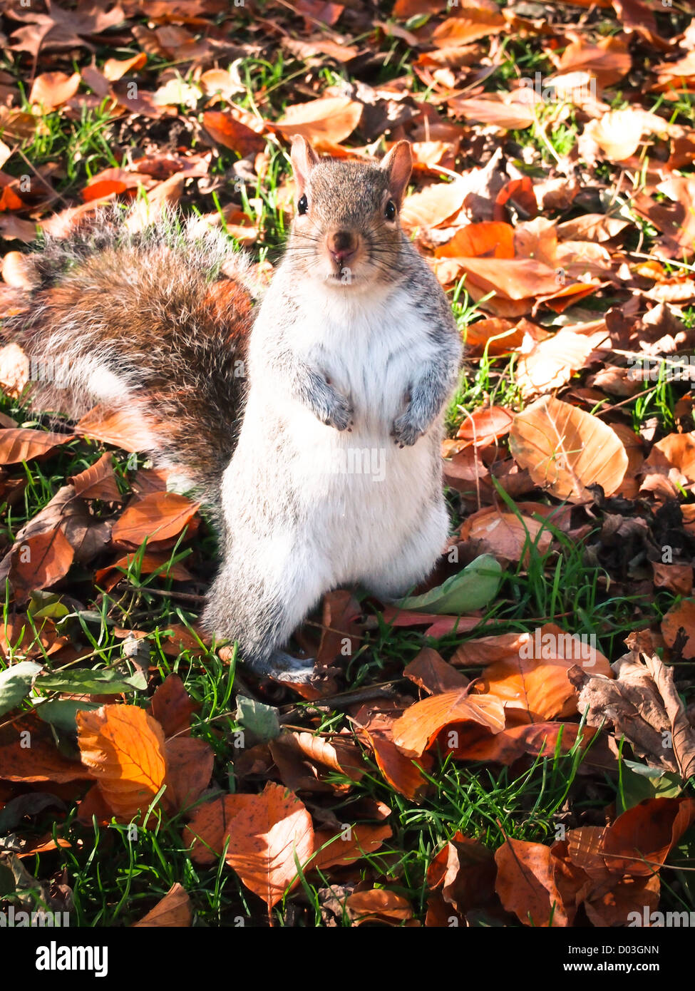 An Eastern Grey squirrel stands on its hind legs amongst autumn leaves ...
