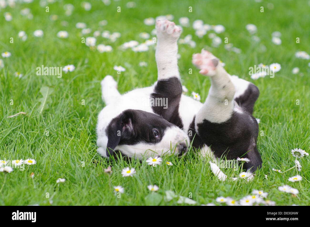 cute puppies in the meadow in spring time Stock Photo - Alamy