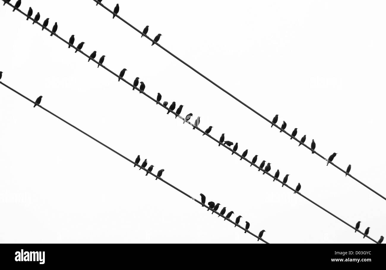 Black birds on telephone wire Stock Photo - Alamy
