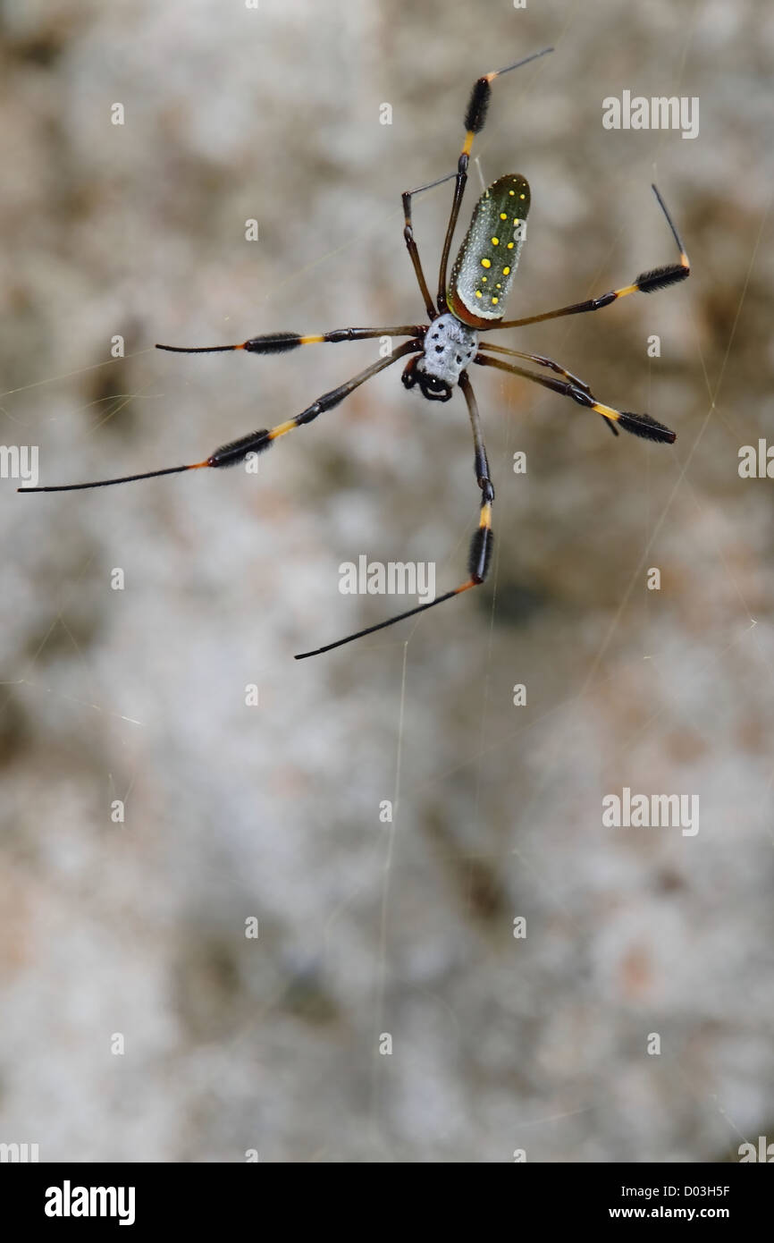 A female Golden Orb Spider (Nephila clavipes) sitting in its web ...