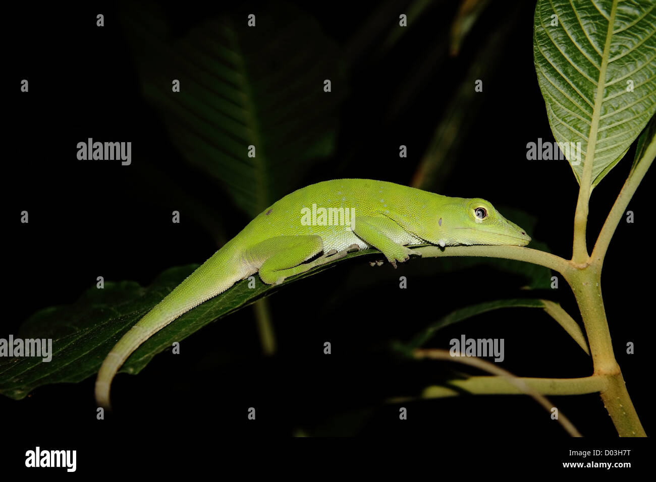Sleeping lizard hi-res stock photography and images - Alamy