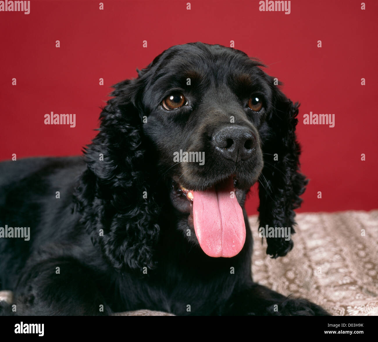COCKER SPANIEL; FEMALE, 10 MONTH OLD / STUDIO Stock Photo - Alamy
