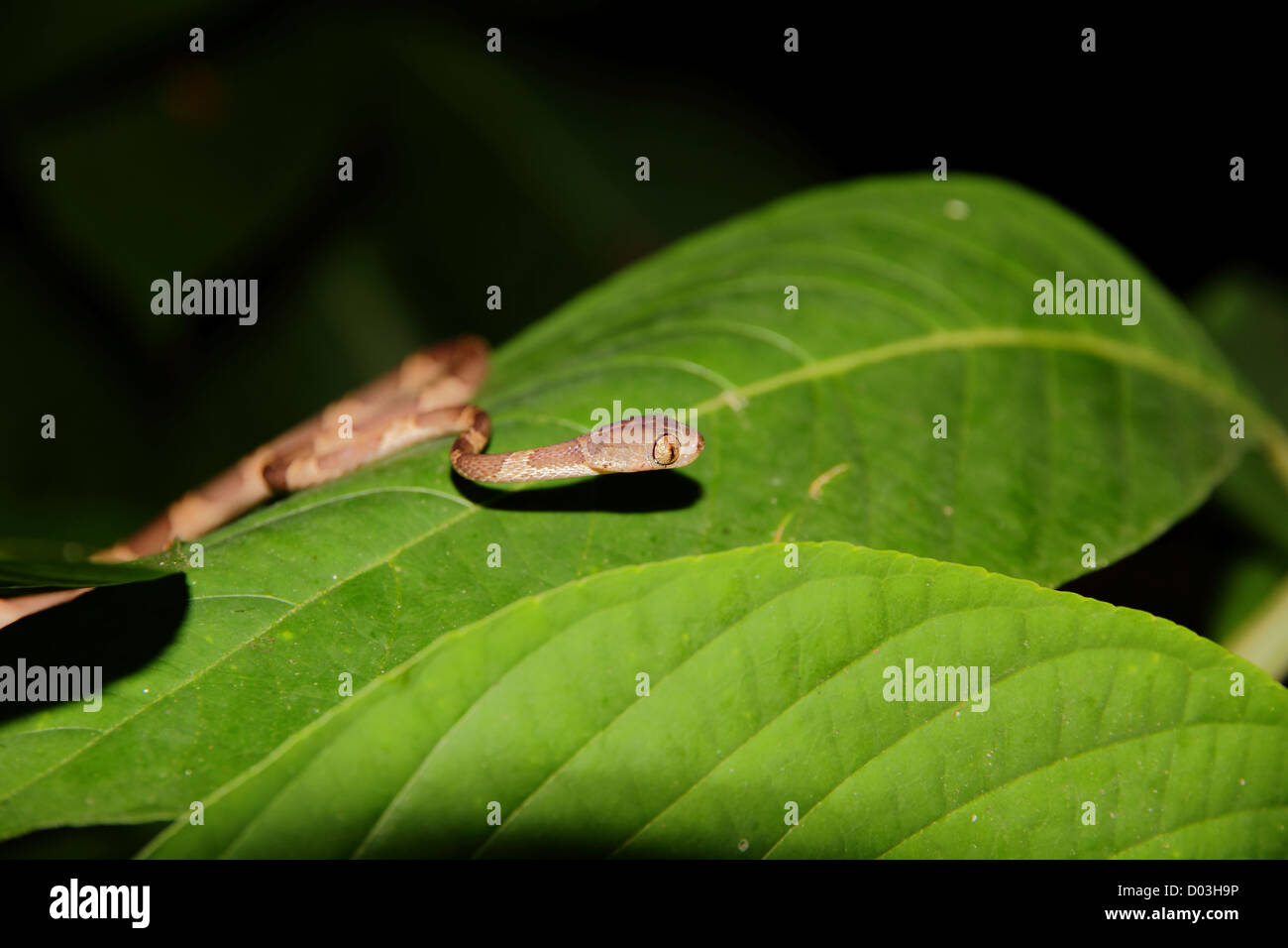 Gliding snake hi-res stock photography and images - Alamy
