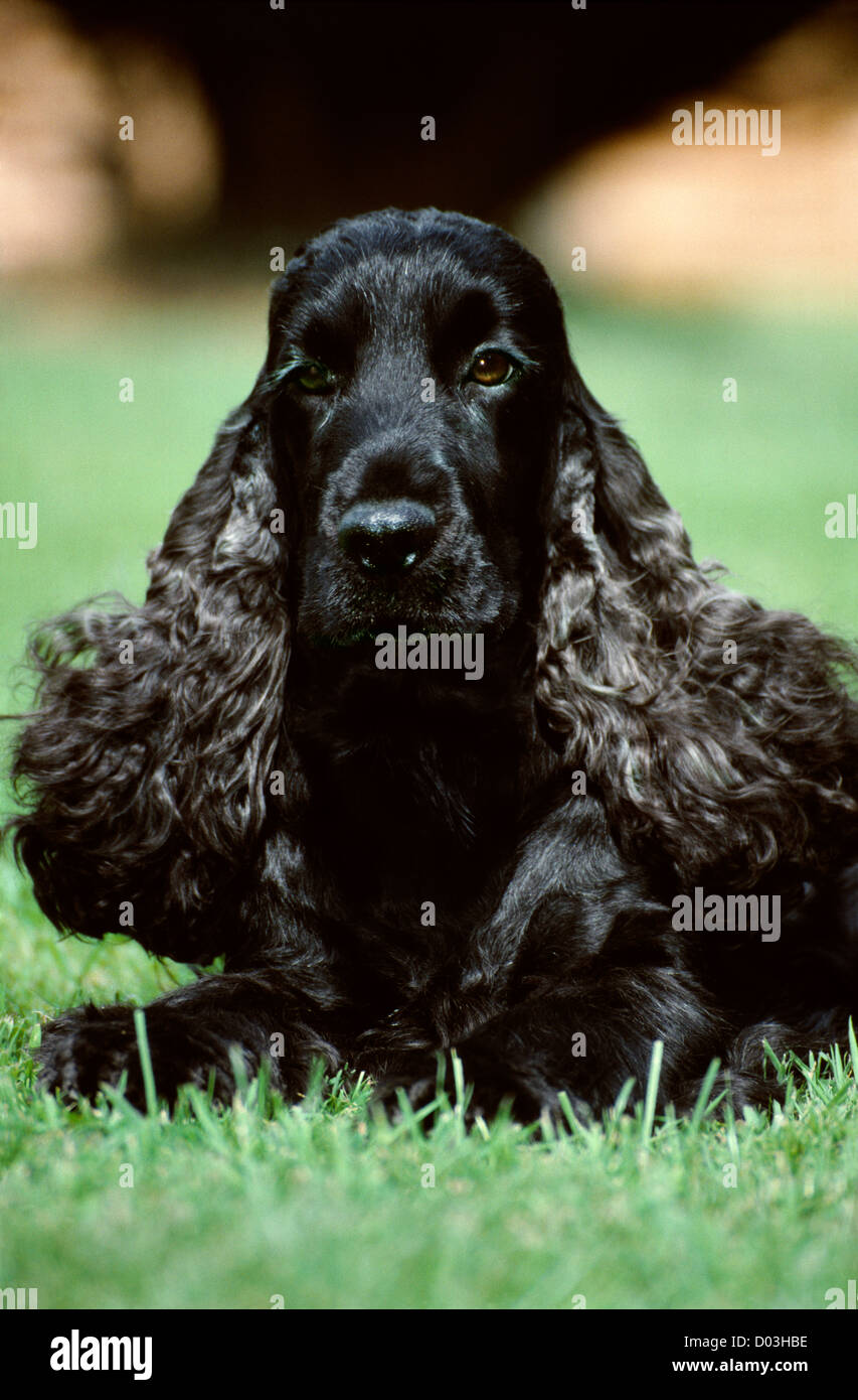ADULT BLACK ENGLISH COCKER SPANIEL LYING IN YARD / IRELAND Stock Photo ...