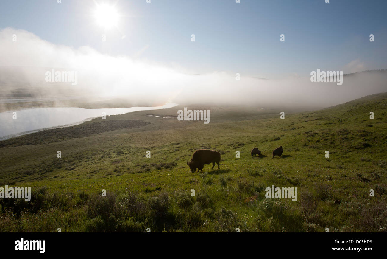 Bison and fog Hayden Valley Yellowstone National Park Stock Photo - Alamy