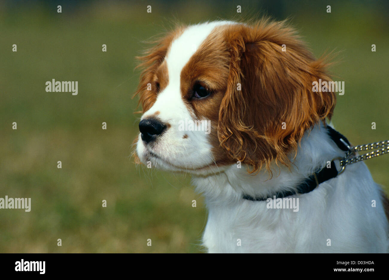 ADULT CAVALIER KING CHARLES SPANIEL IN YARD/ ENGLAND Stock Photo - Alamy