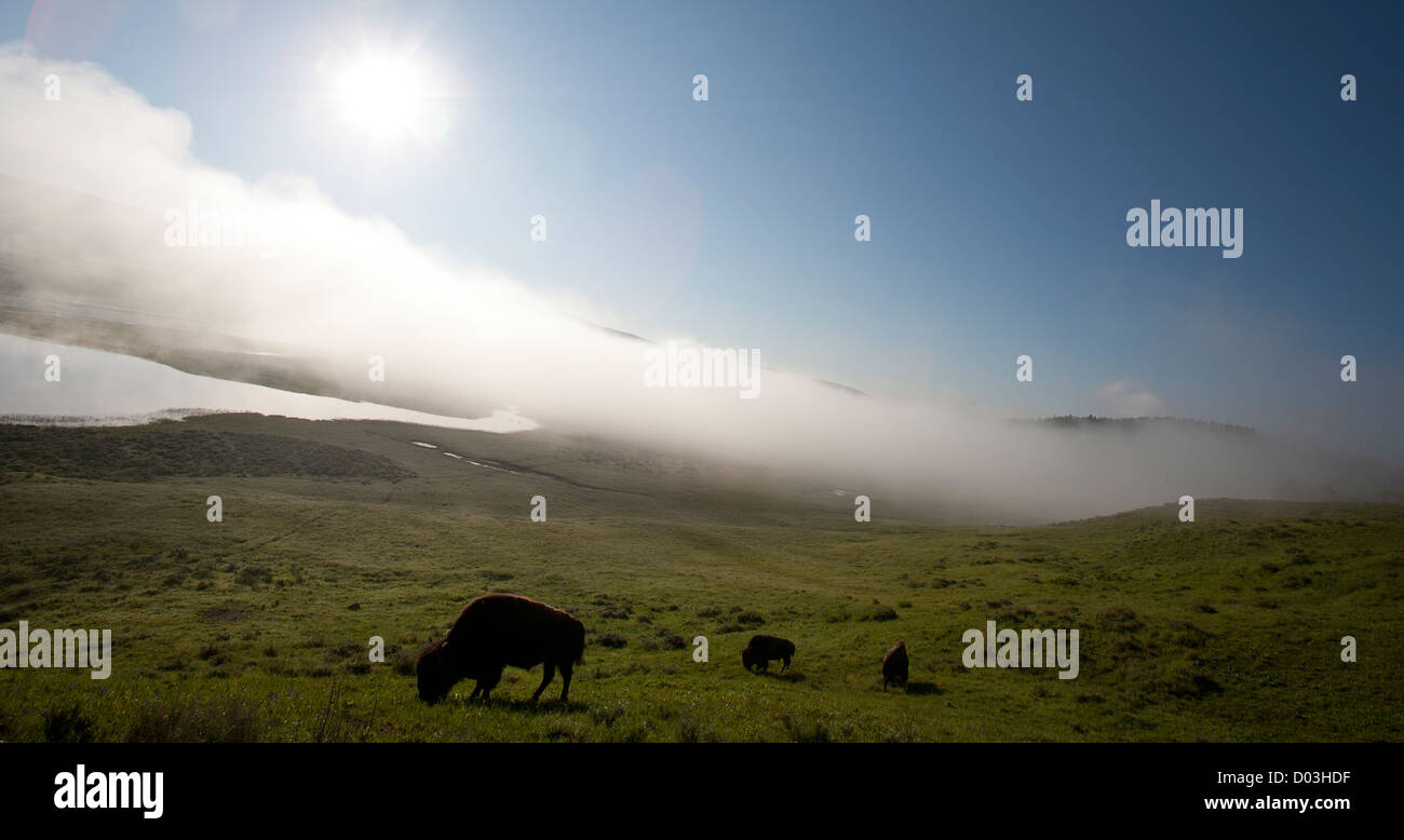 Bison and fog Hayden Valley Yellowstone National Park Stock Photo - Alamy