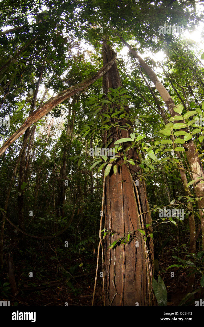 Amazon forest at Anavilhanas protected area, amazonas state, north ...