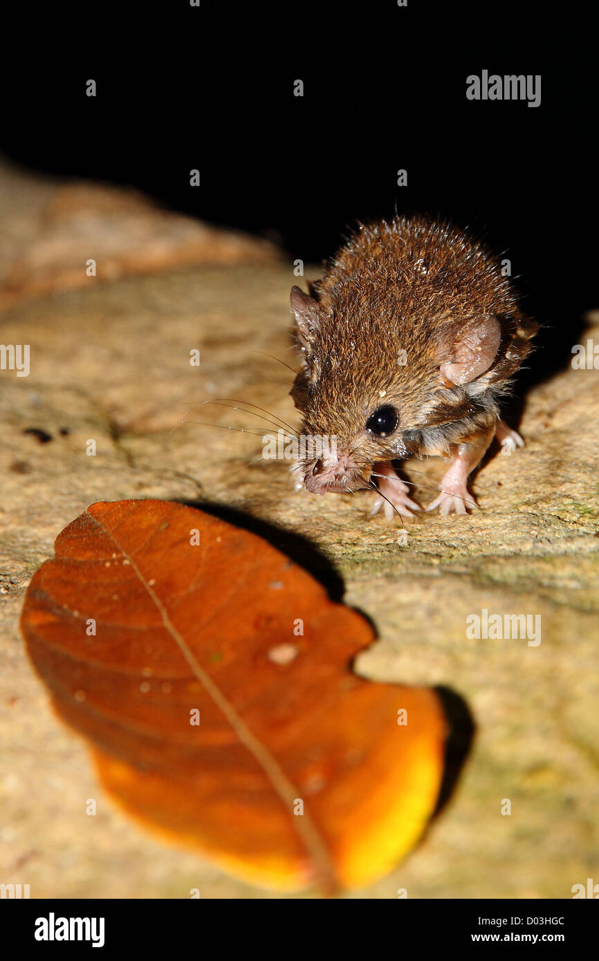 Close up of a wet mouse sitting on a rock at night, with a brown leaf ...