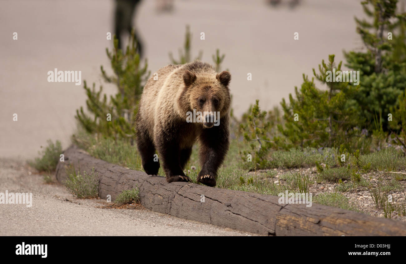 Yellowstone bear world hi-res stock photography and images - Alamy