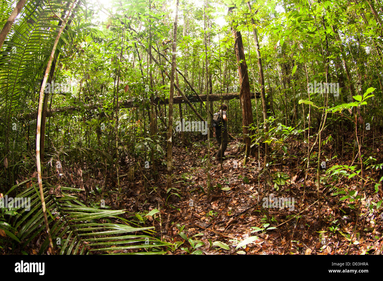 Anavilhanas archipelago park hi-res stock photography and images - Alamy