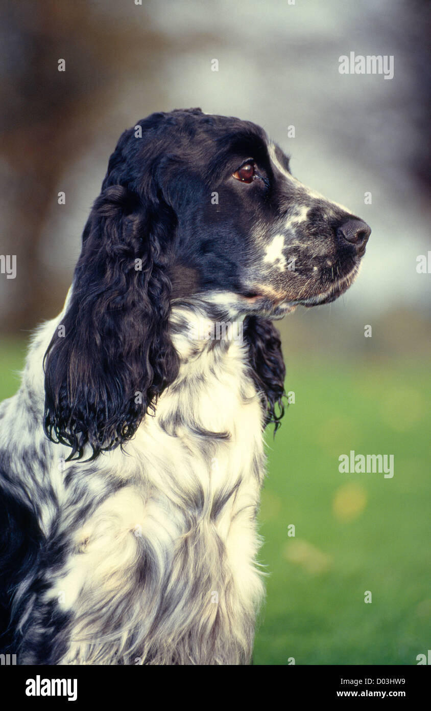 CLOSE UP OF BEAUTIFUL COCKER SPANIEL/ ENGLAND Stock Photo - Alamy