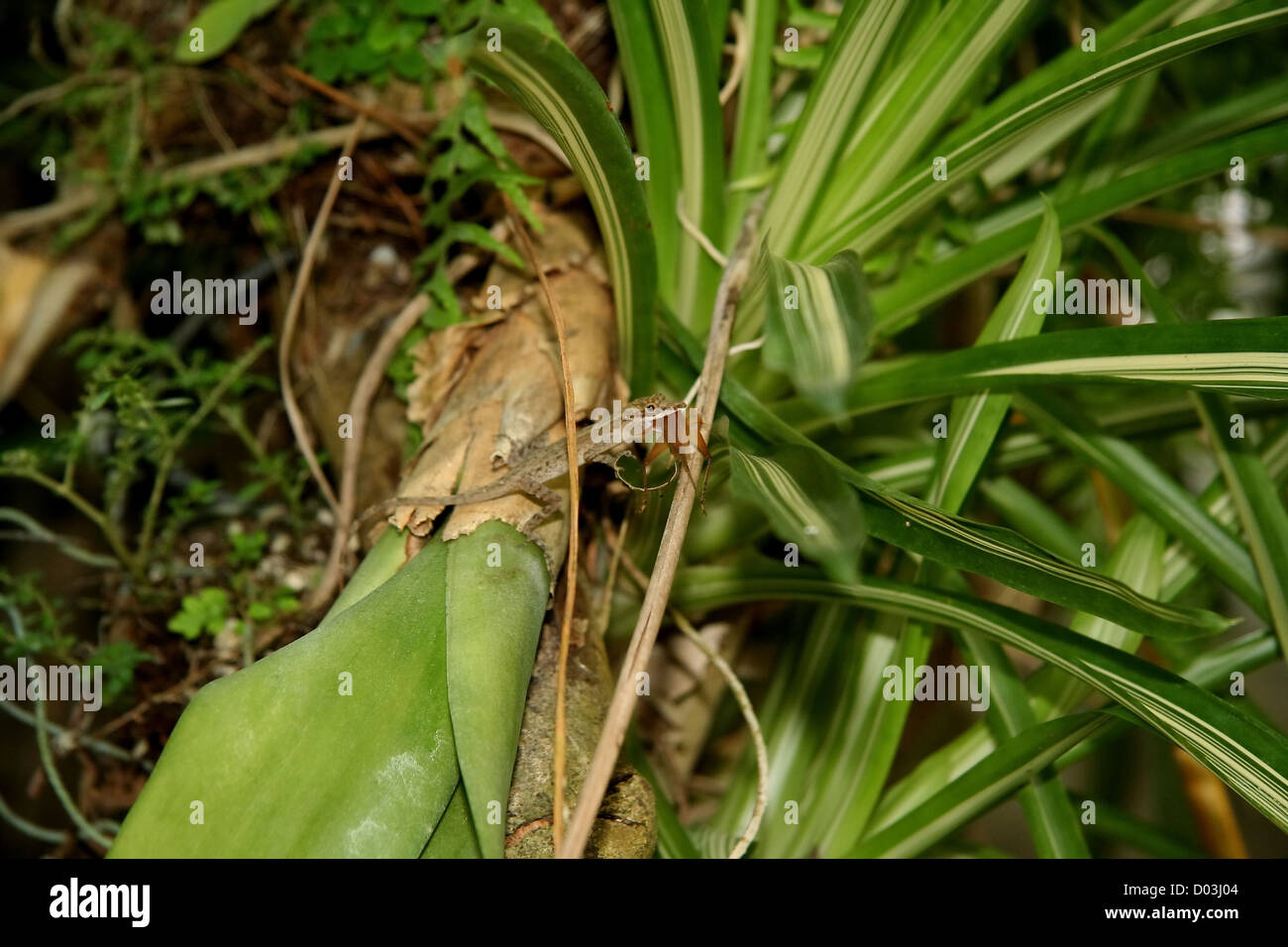 An Anole (Anolis spp. / Norops spp.) that just caught a cricket on a ...