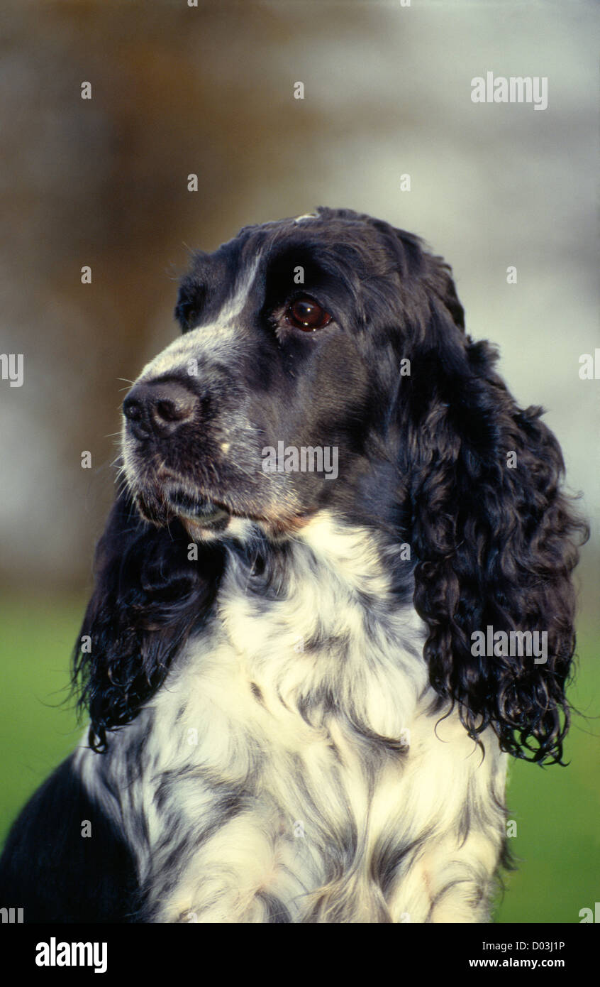 CLOSE UP OF BEAUTIFUL COCKER SPANIEL/ ENGLAND Stock Photo - Alamy