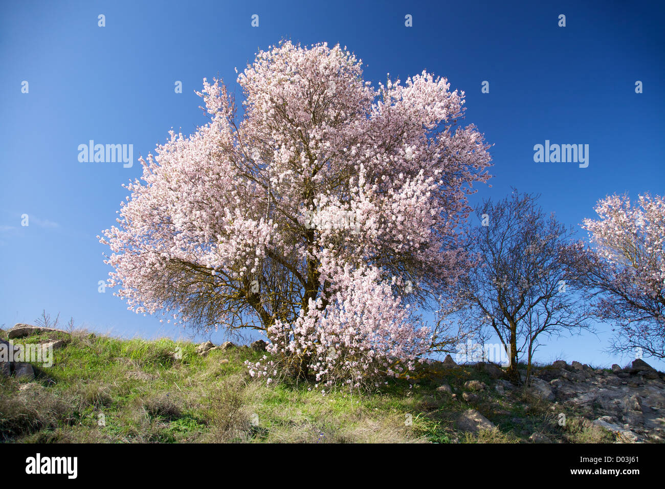 cherry trees flowering at the country in Spain Stock Photo - Alamy