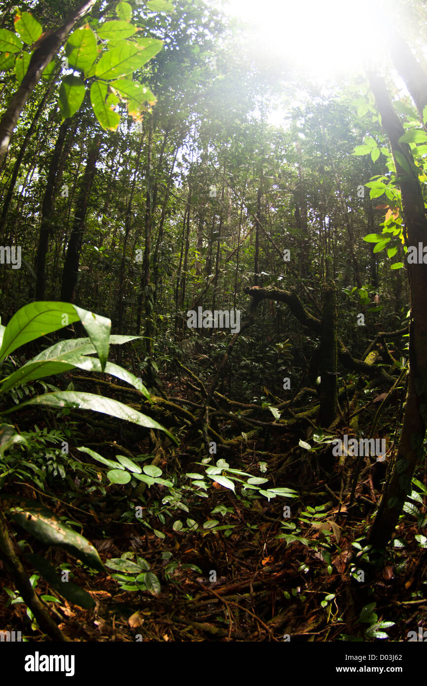 Anavilhanas archipelago park hi-res stock photography and images - Alamy