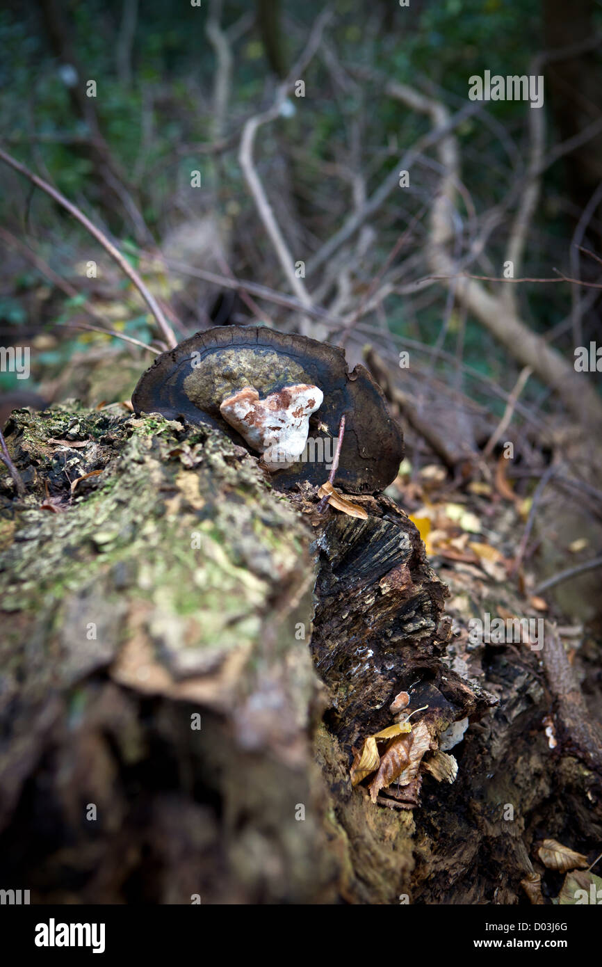 Tree trunk dead fallen hi-res stock photography and images - Alamy