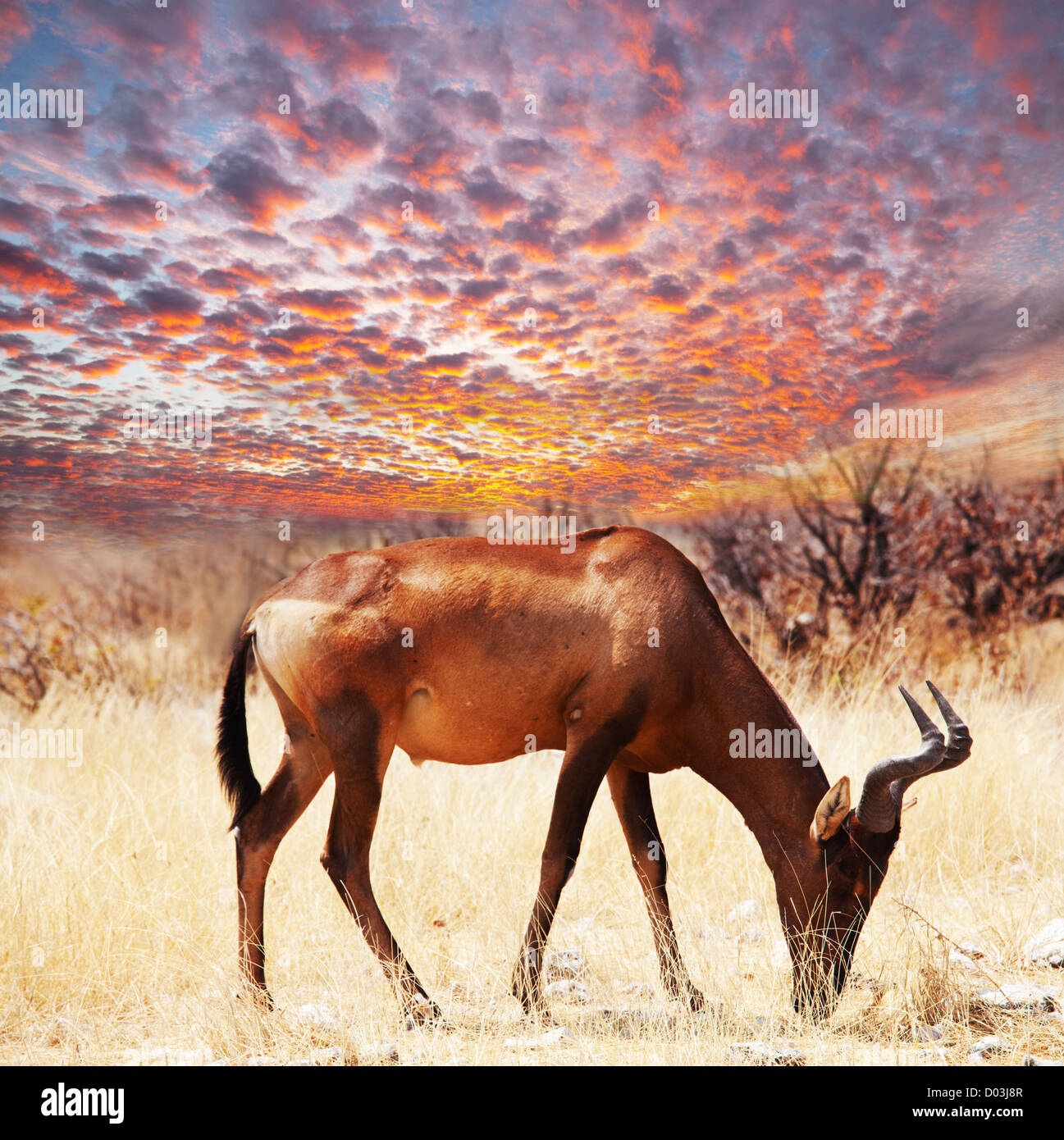 antelope in bush Stock Photo - Alamy