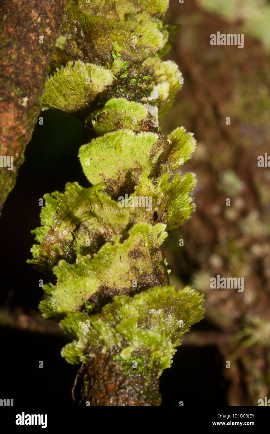 Plant details in the amazon forest Anavilhanas protected area Stock ...