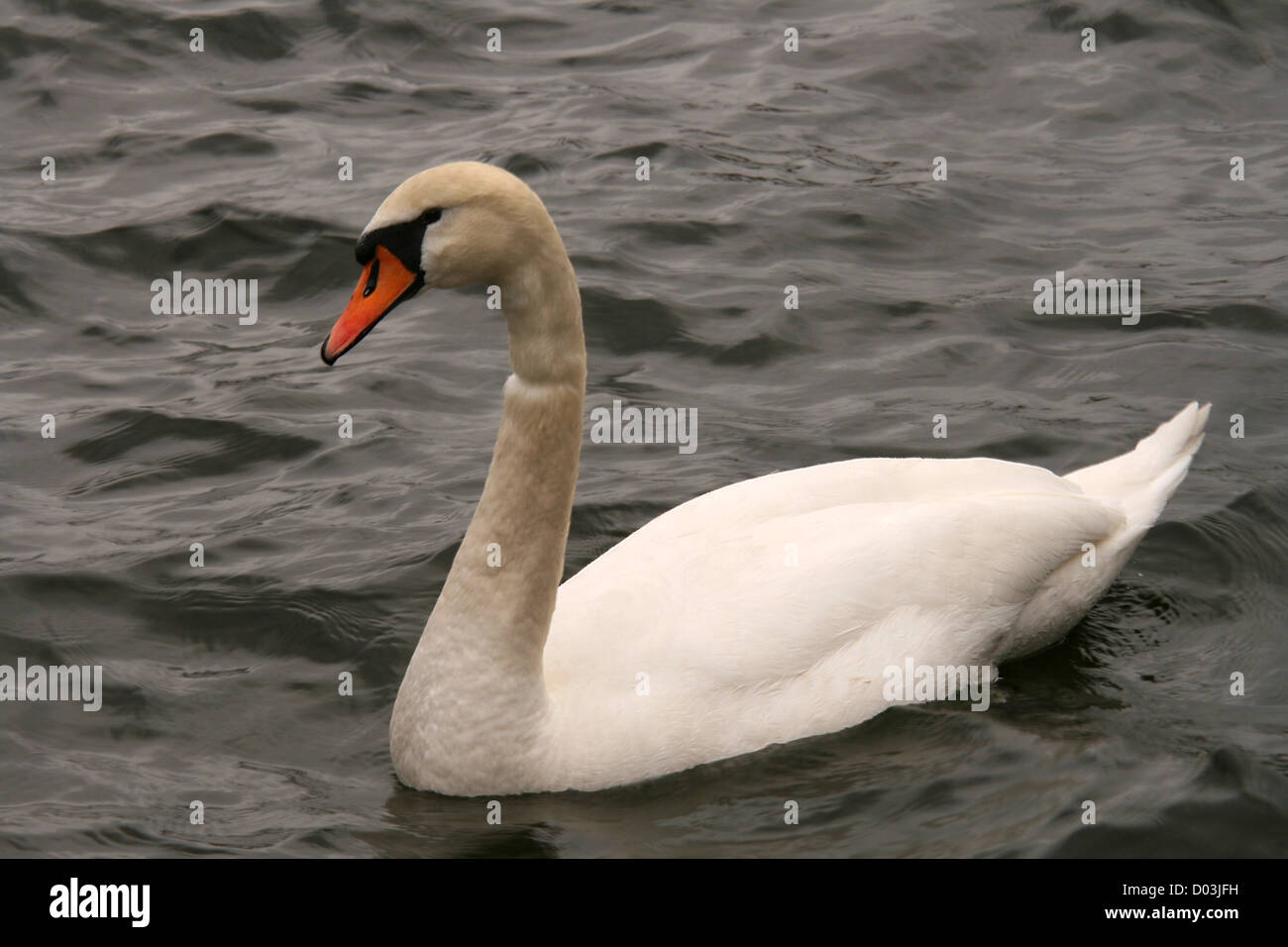 One swan swimming Stock Photo - Alamy