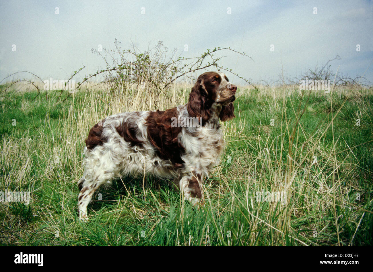 SPRINGER SPANIEL STANDING OUTSIDE IN FIELD/ ENGLAND Stock Photo - Alamy