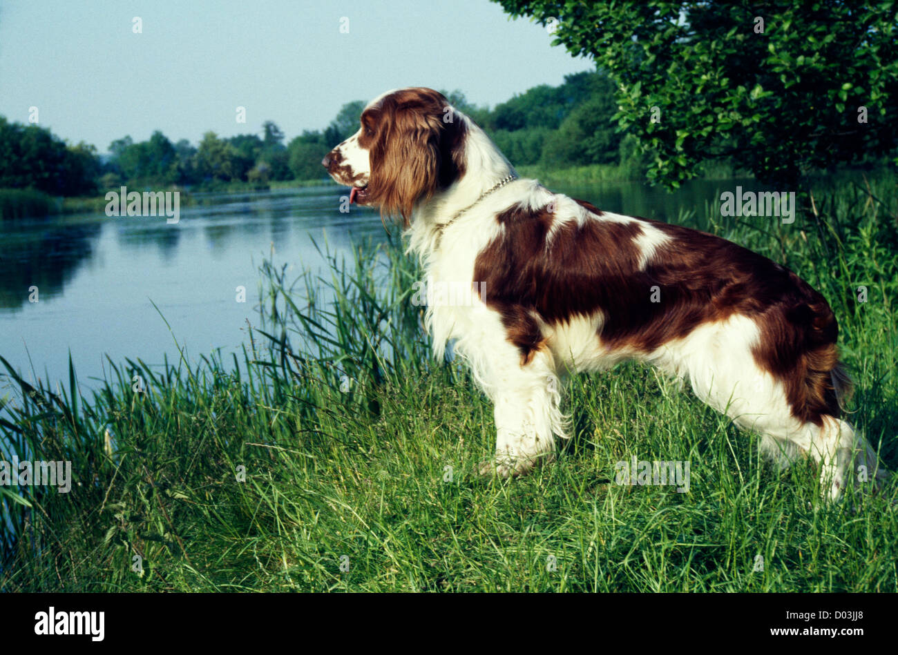 Side view beautiful springer spaniel hi-res stock photography and ...
