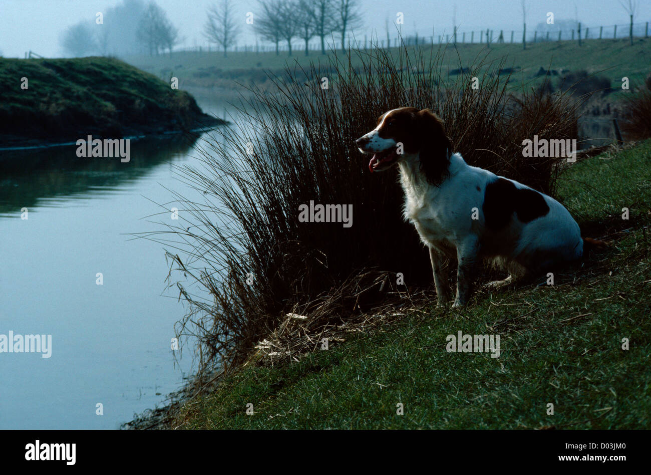 Light brown springer spaniel hi-res stock photography and images - Alamy
