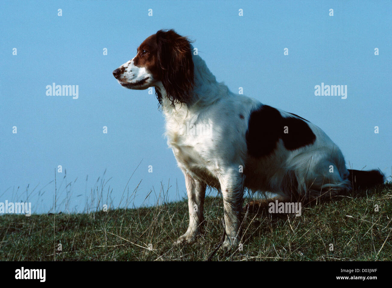 SIDE VIEW OF BEAUTIFUL SPRINGER SPANIEL SITTING Stock Photo - Alamy