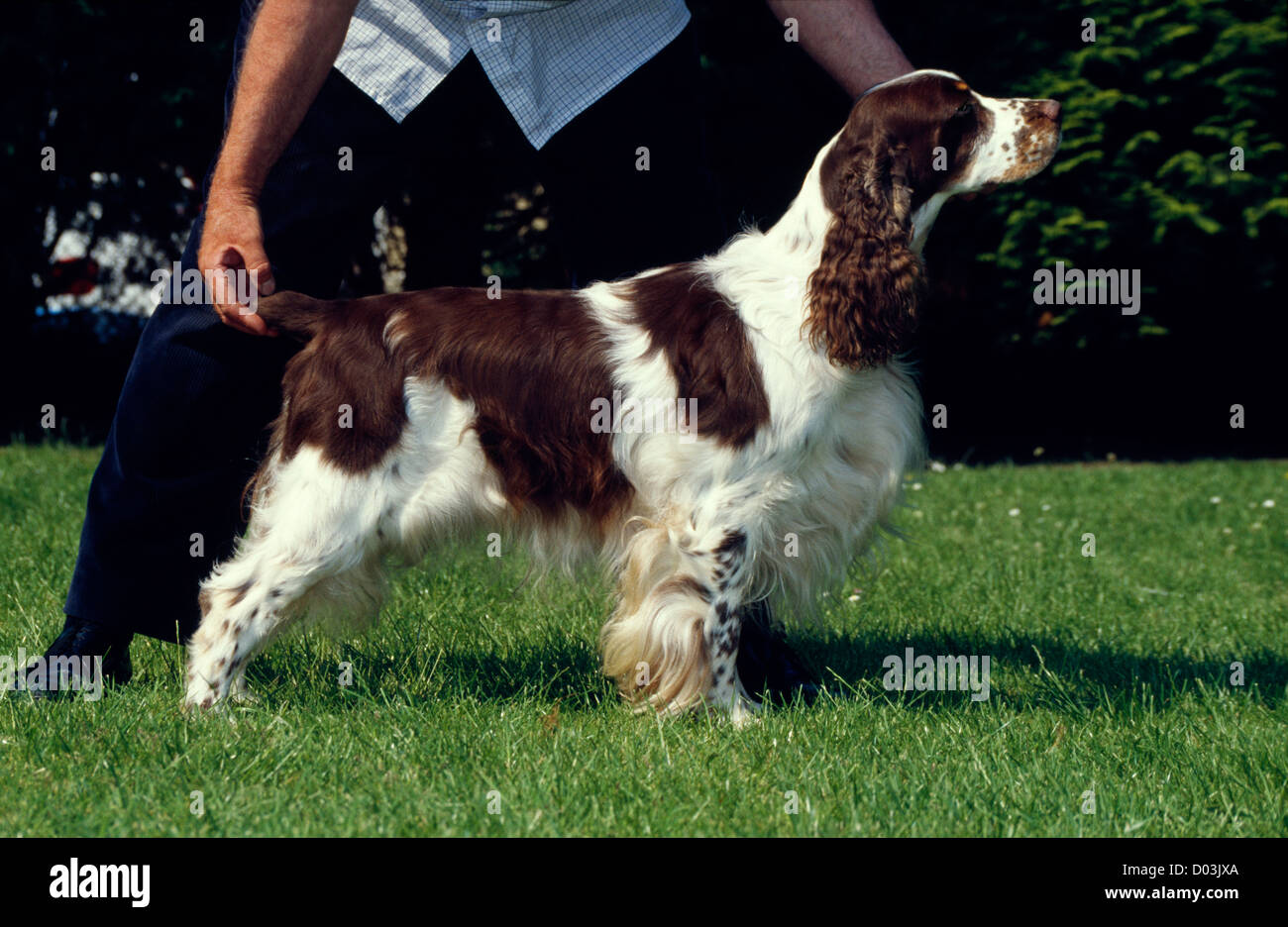 Side view beautiful springer spaniel hi-res stock photography and ...