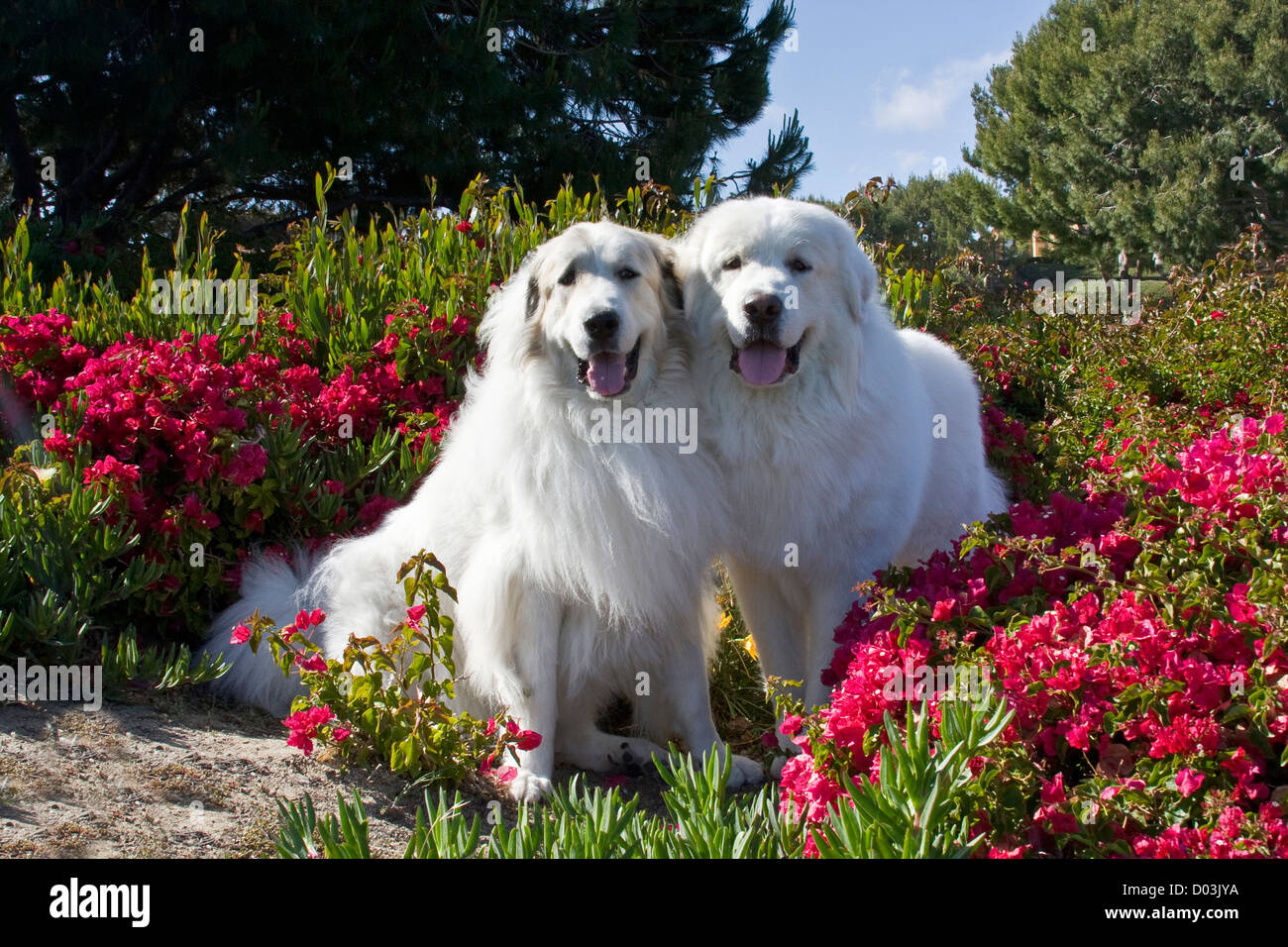 Can Pyrenean Mountain Dog Be Red