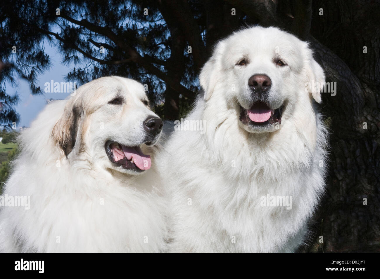 Chien des pyrenees hi-res stock photography and images - Alamy