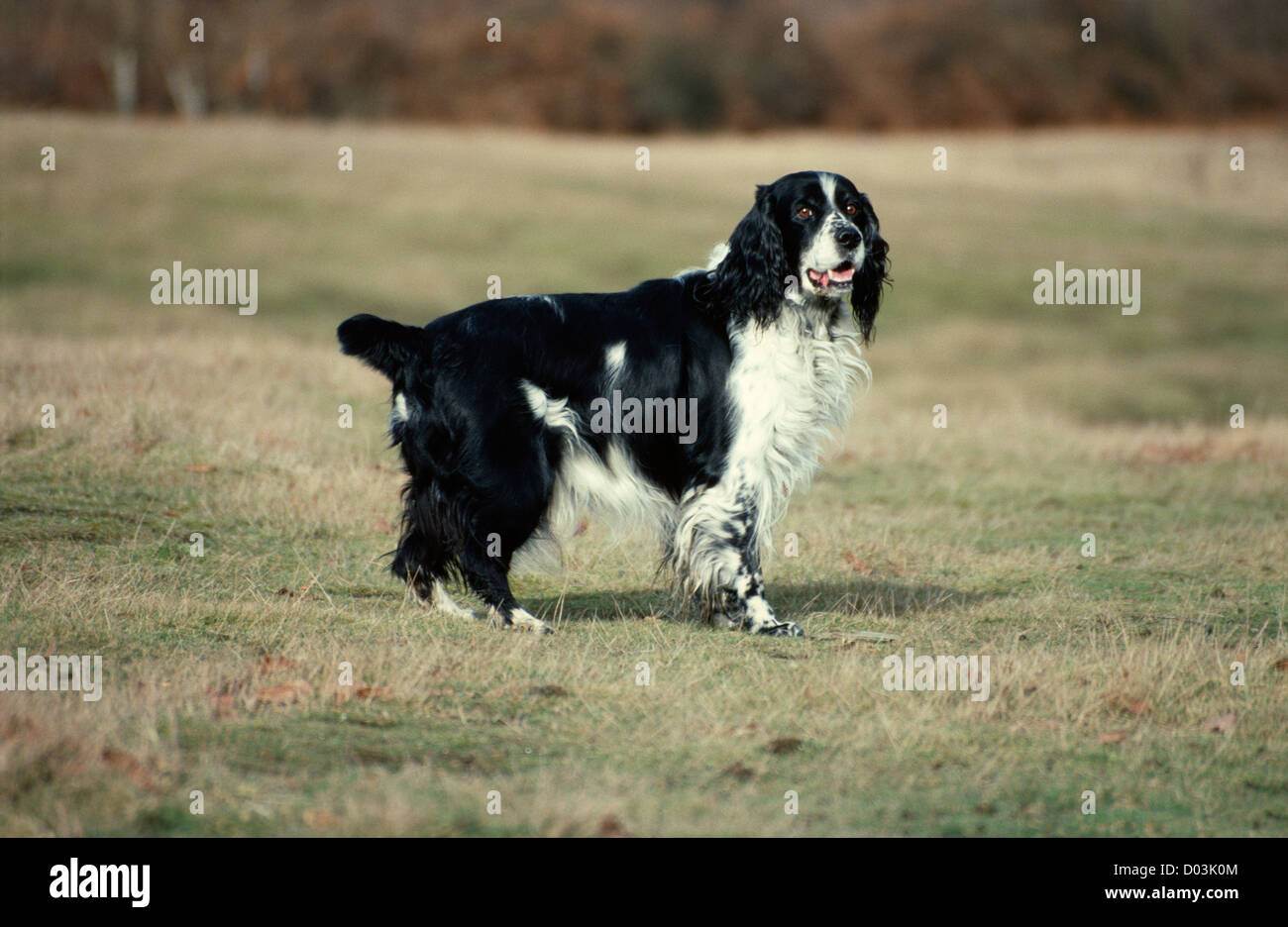 SIDE VIEW OF BEAUTIFUL ENGLISH SPRINGER SPANIEL STANDING IN FIELD Stock ...