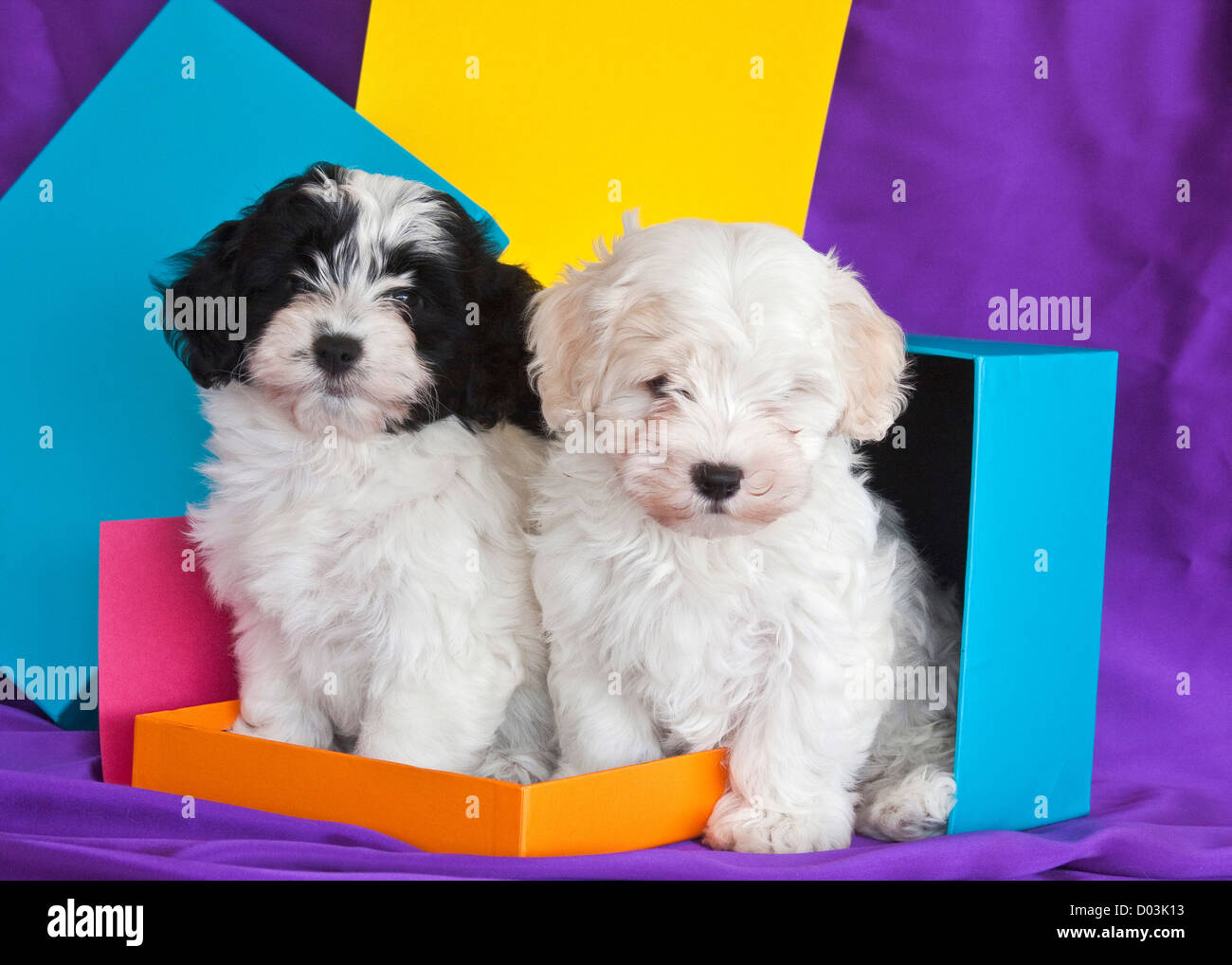 Havanese puppies hi-res stock photography and images - Alamy