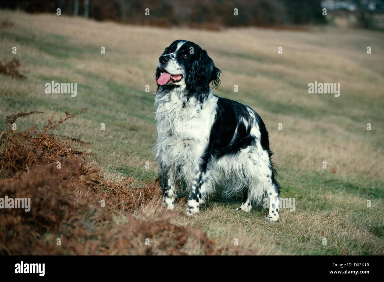 SIDE VIEW OF BEAUTIFUL ENGLISH SPRINGER SPANIEL STANDING IN FIELD Stock ...